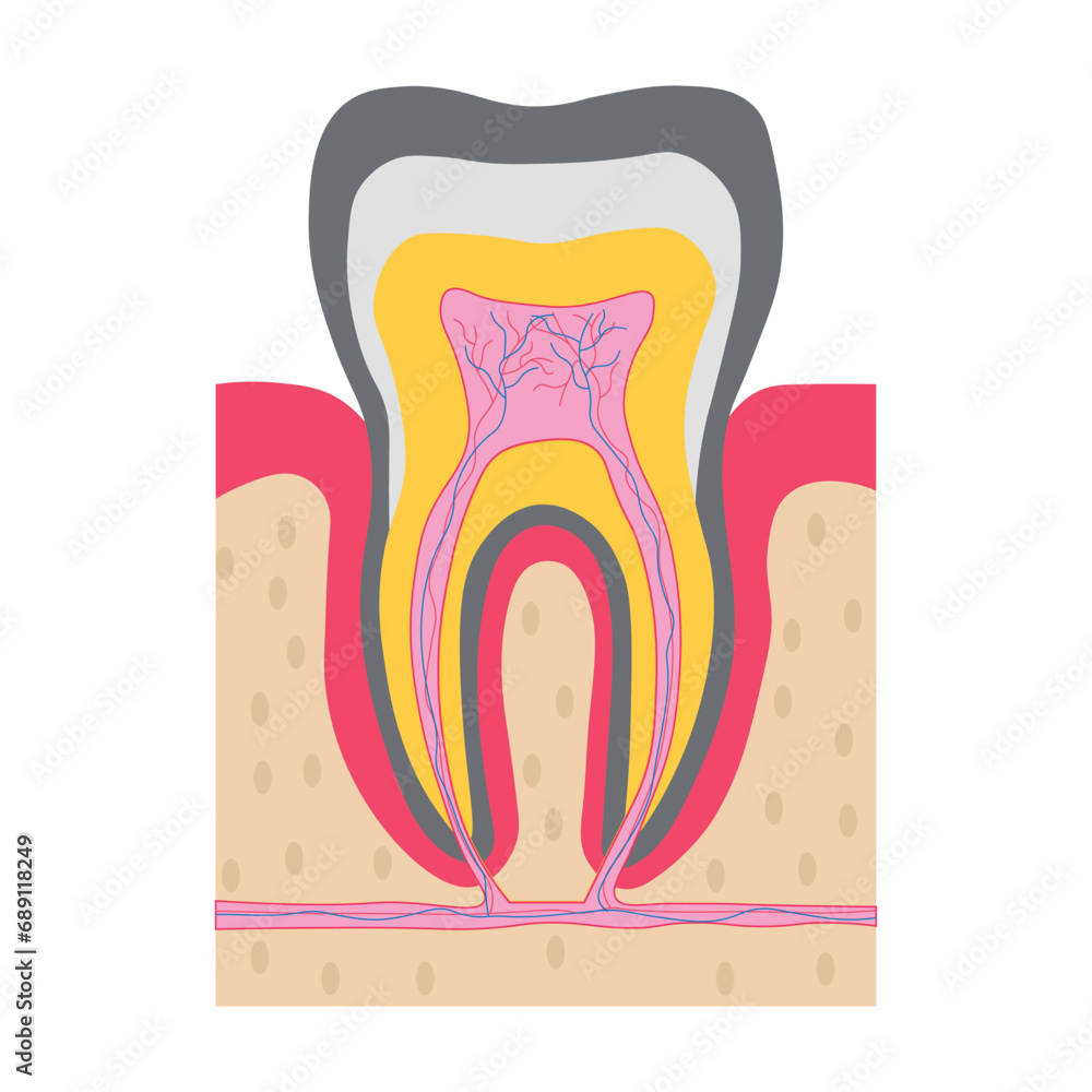 Structure of teeth diagram. Parts of teeth. Enamel, dentin, pulp cavity, gums, bone, root canal ...