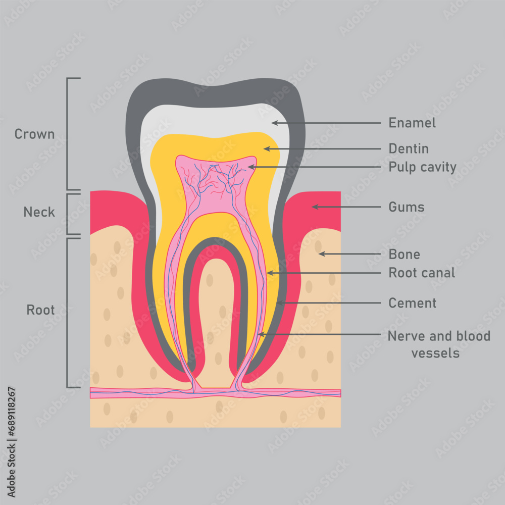Structure of teeth diagram. Parts of teeth. Enamel, dentin, pulp cavity, gums, bone, root canal ...