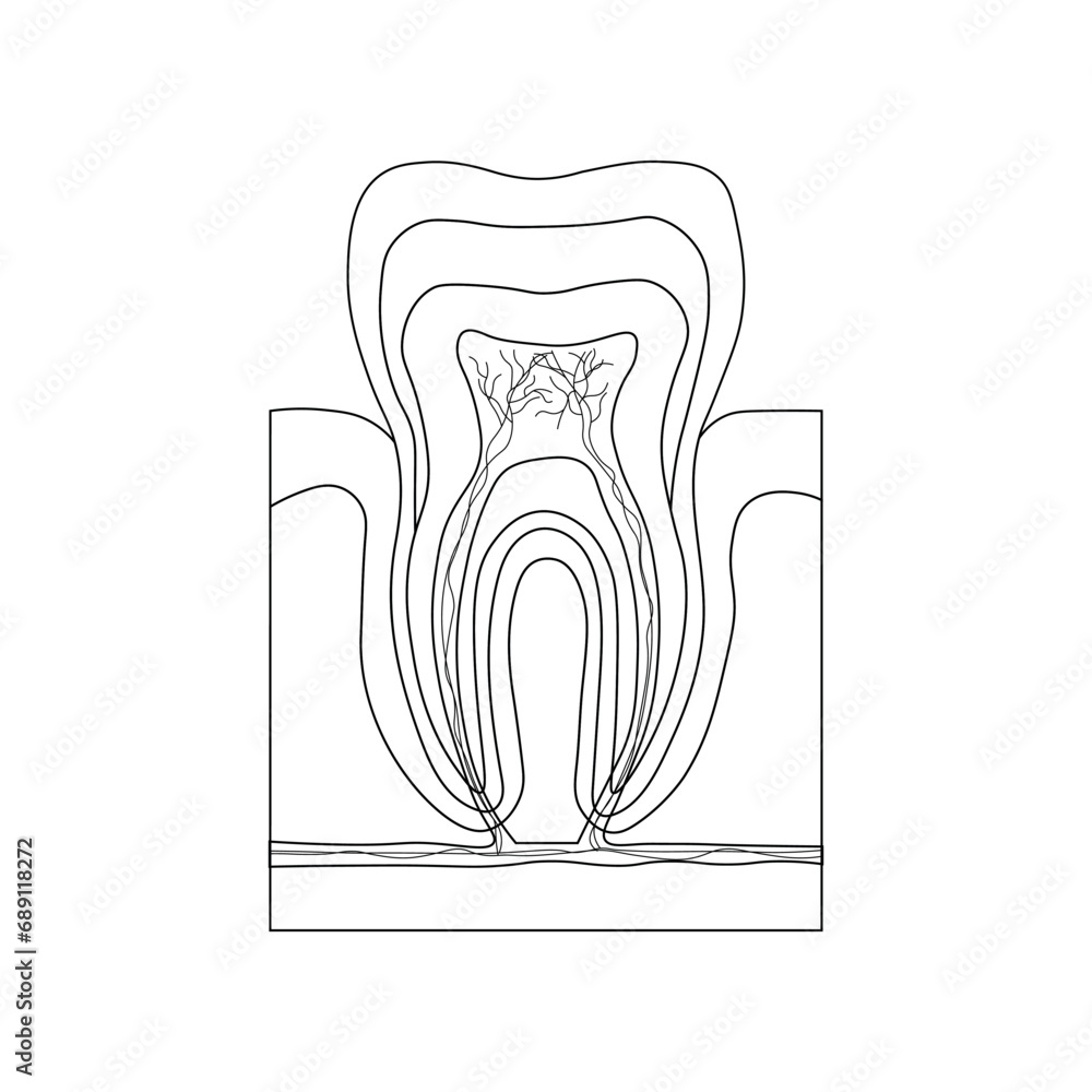 Structure of teeth diagram. Parts of teeth. Enamel, dentin, pulp cavity ...