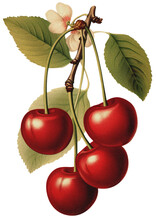 Fruit Cherries Vintage Old Free Stock Photo - Public Domain Pictures