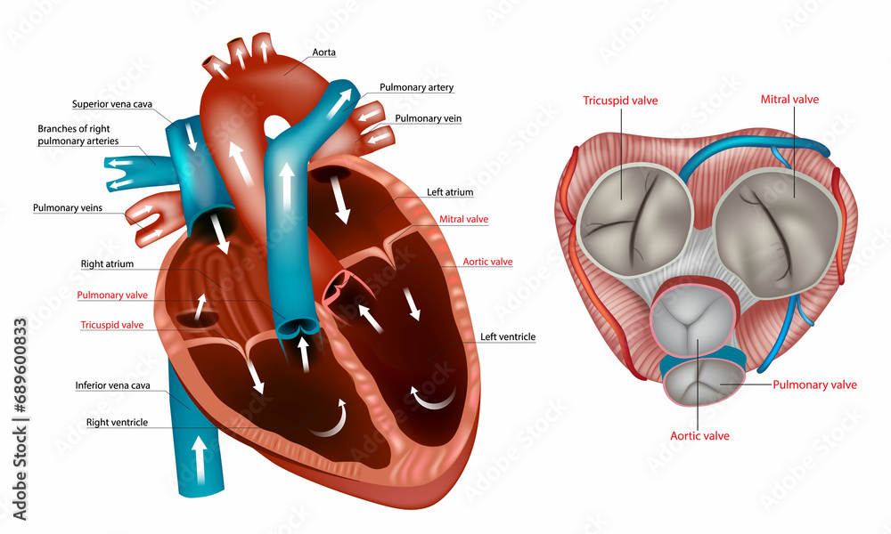 Structure of the Heart valves anatomy. Mitral valve, pulmonary valve ...