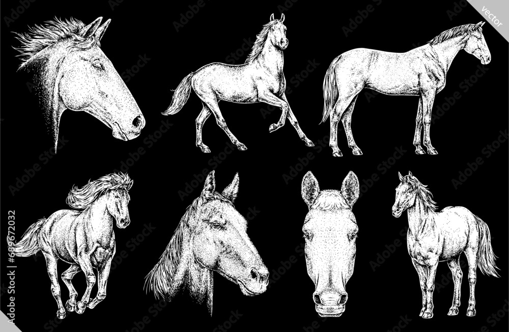 Vintage engraving isolated horse set illustration ink sketch. Wild ...