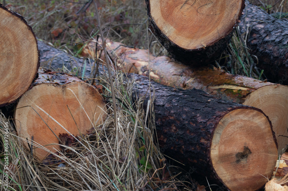 Freshly cut wood logs amidst dry grass, raw forestry textures, with ...