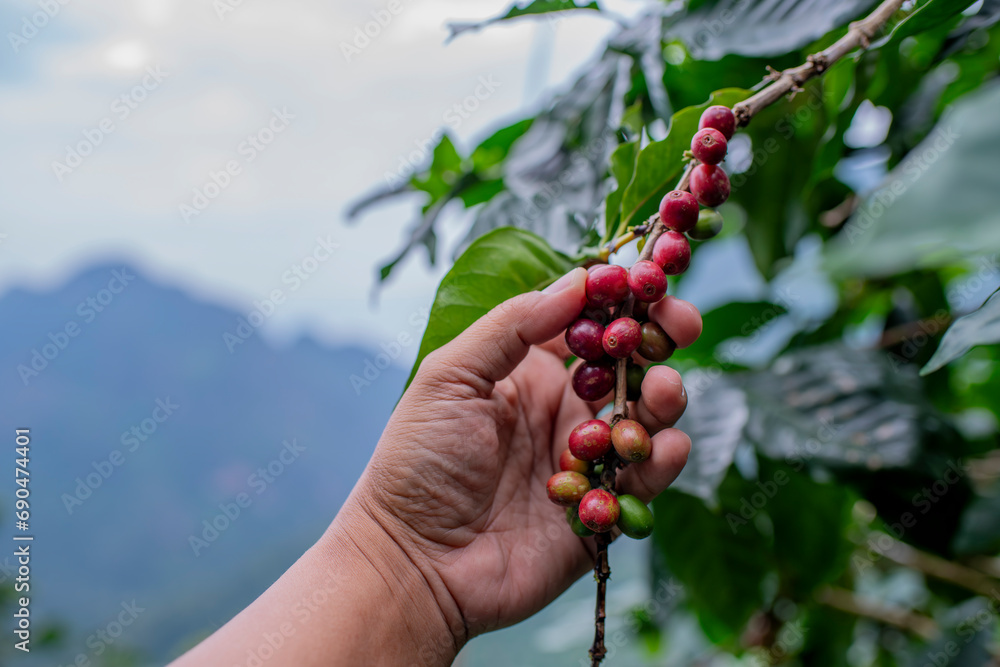 Coffee farm harvest coffee bean ripe berries plant fresh seed or bean ...