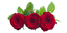 Two Red Roses And Bud Free Stock Photo - Public Domain Pictures