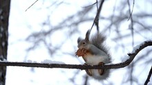 Frosty Squirrel Free Stock Photo - Public Domain Pictures