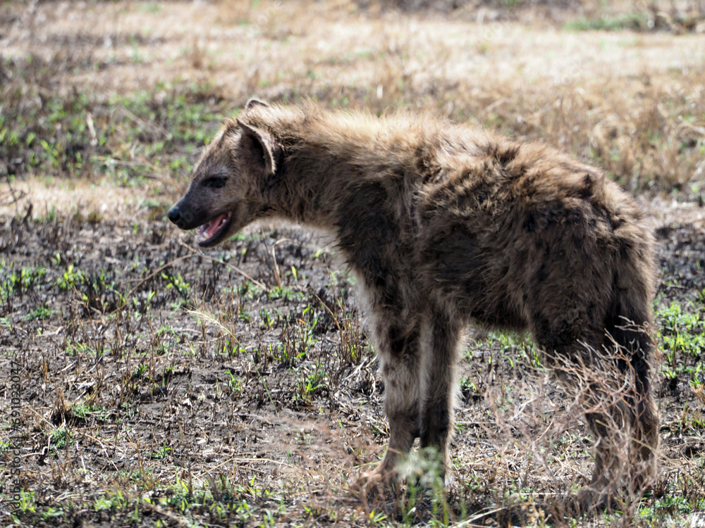 Wildlife photography of hyena wandering in dried out yellow grass of ...