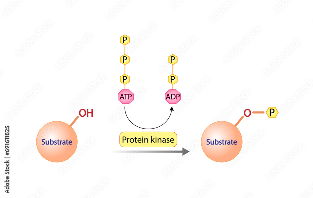 Stock-Vektorgrafik „protein kinase catalyses the transfer of phosphate from ATP to its protein ...