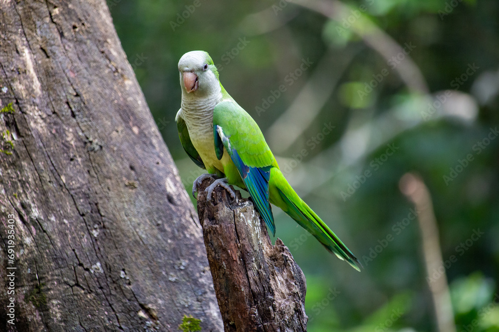Caturrita ou periquito-monge (Myiopsitta monachus), também conhecida ...