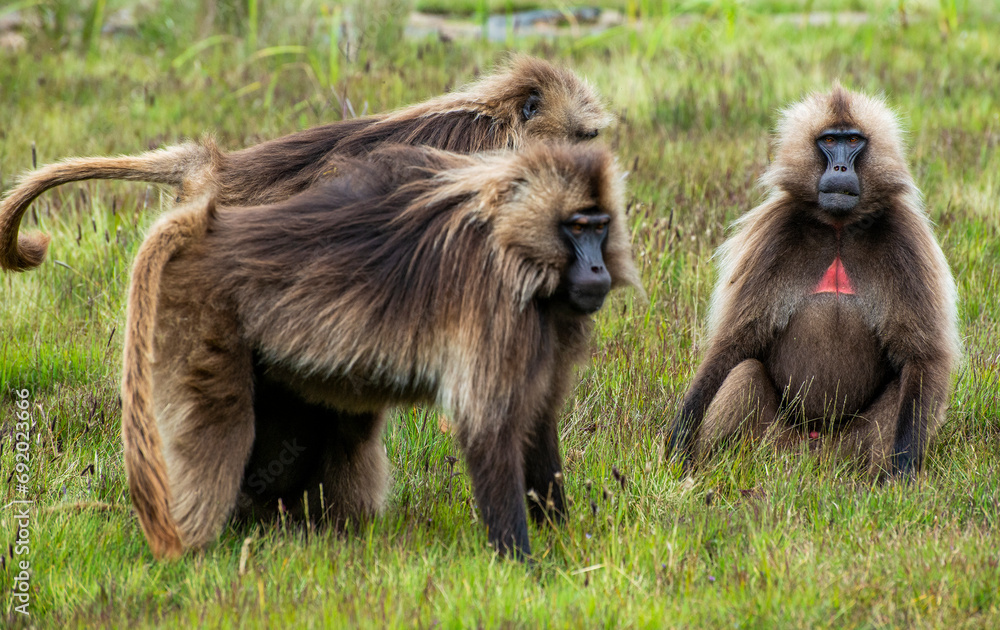 Geladas (Theropithecus gelada) live in large herds in the Simien ...
