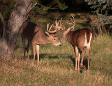 Two White-tail Buck Deer Fighting Free Stock Photo - Public Domain Pictures