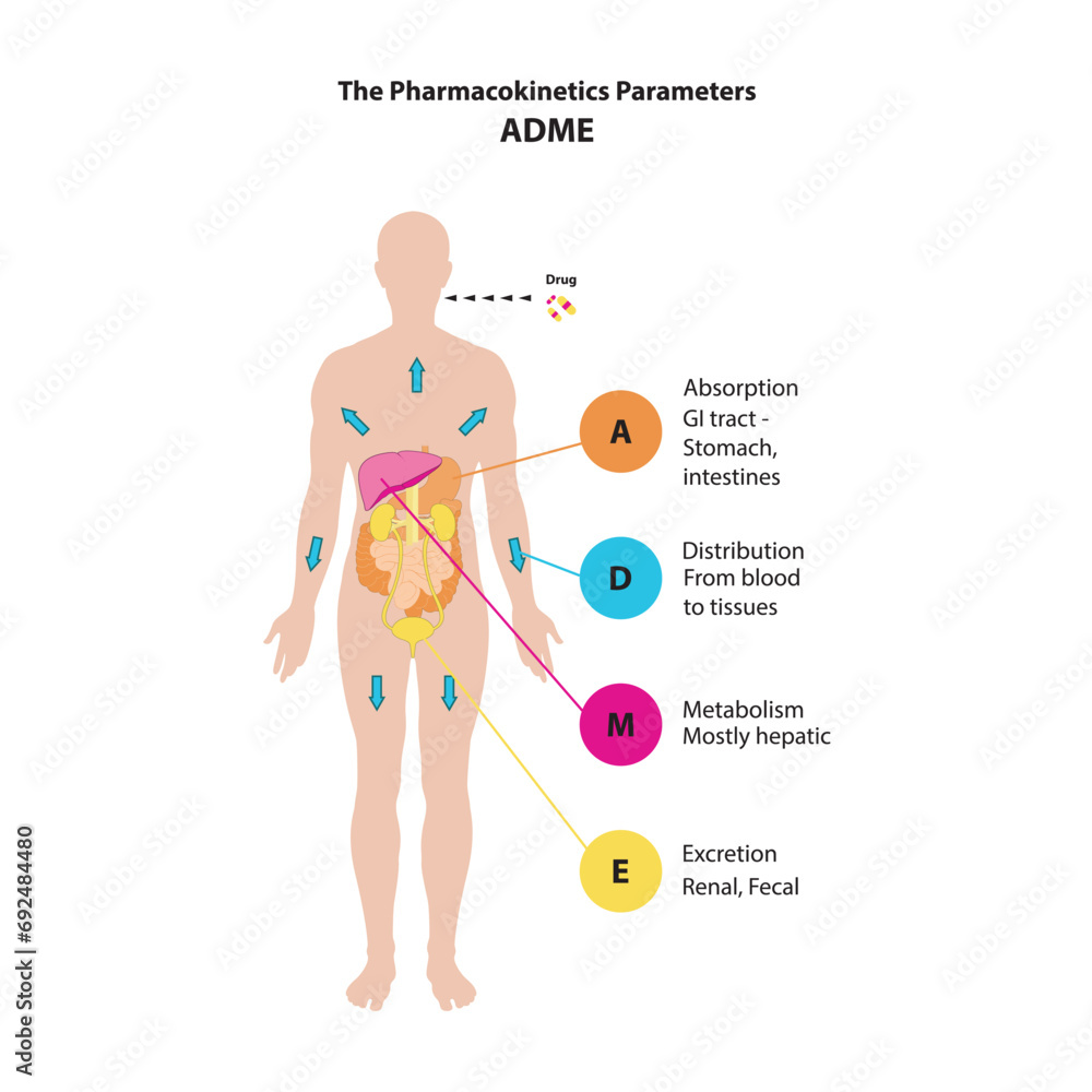 Diagram showing pharmacokinetic parameters - ADME - Absorption ...