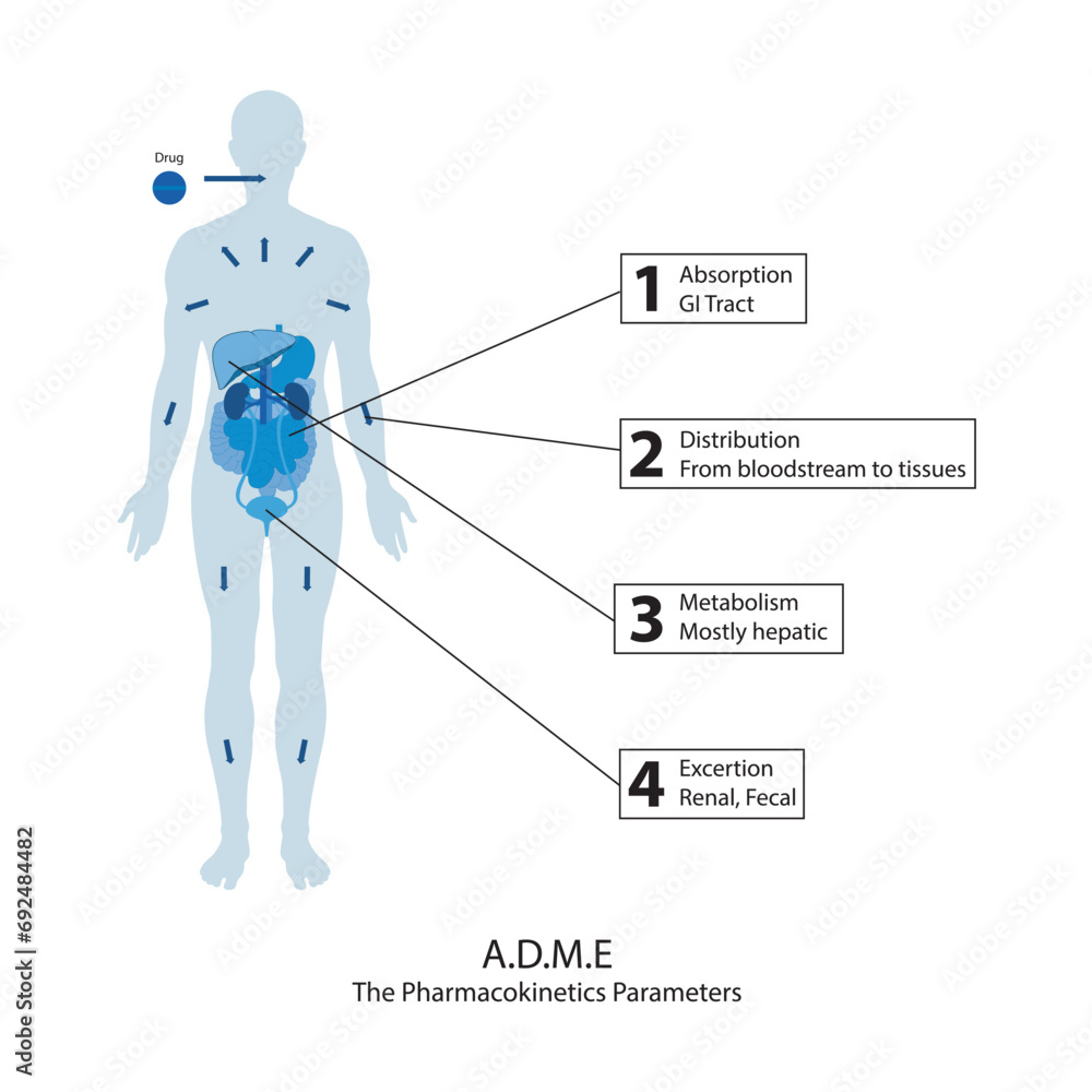 Diagram showing pharmacokinetic parameters - ADME - Absorption ...