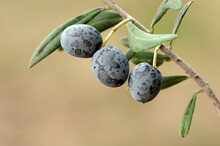 Wild Olive Tree Free Stock Photo - Public Domain Pictures