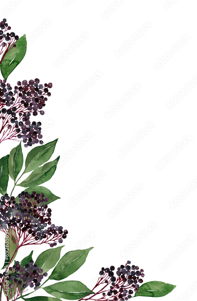 Elderberry, elderflowers frame, border, bouquet. Home grown medicinal ...