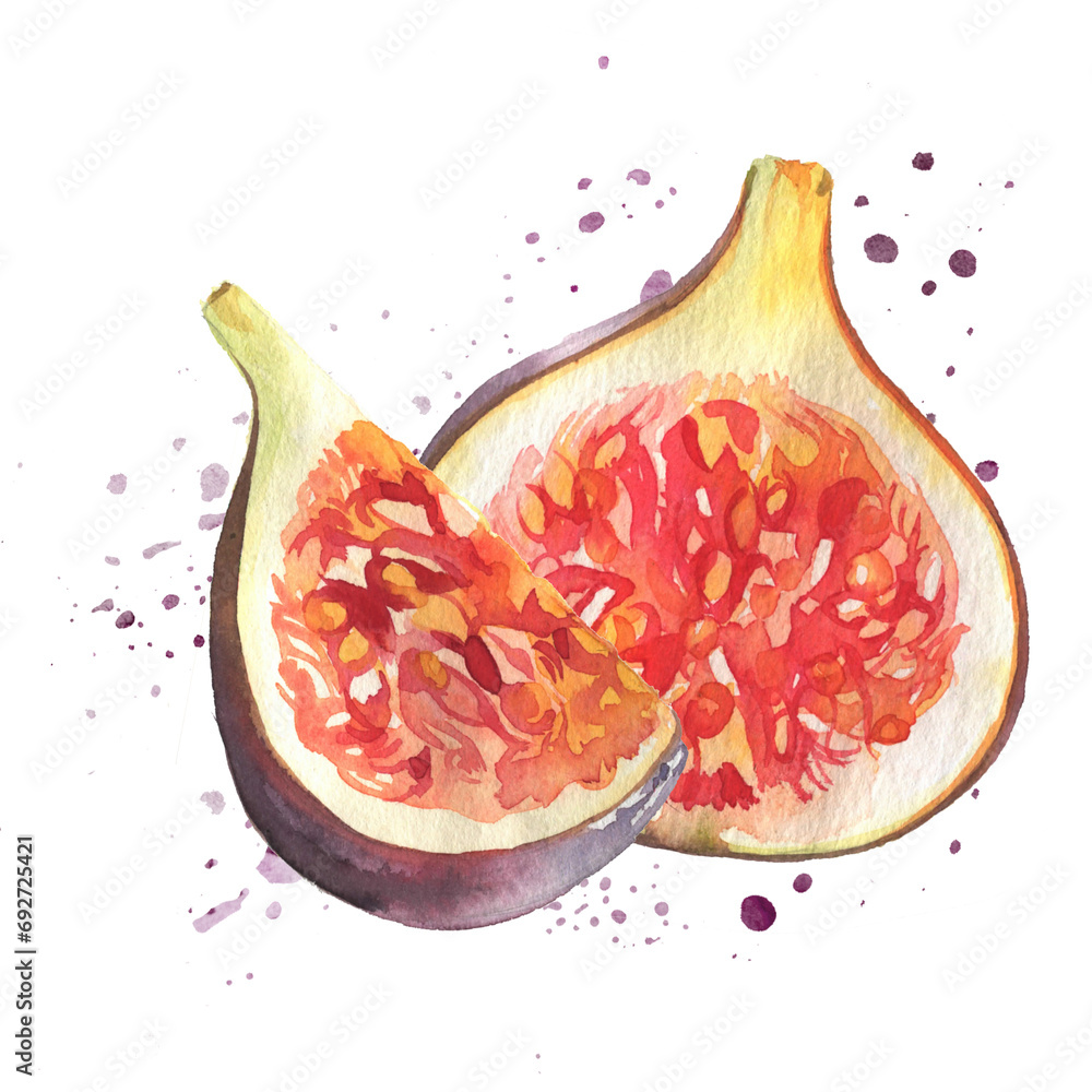 Figs in a wooden box. Watercolor Summer fruit harvest clipart isolated ...