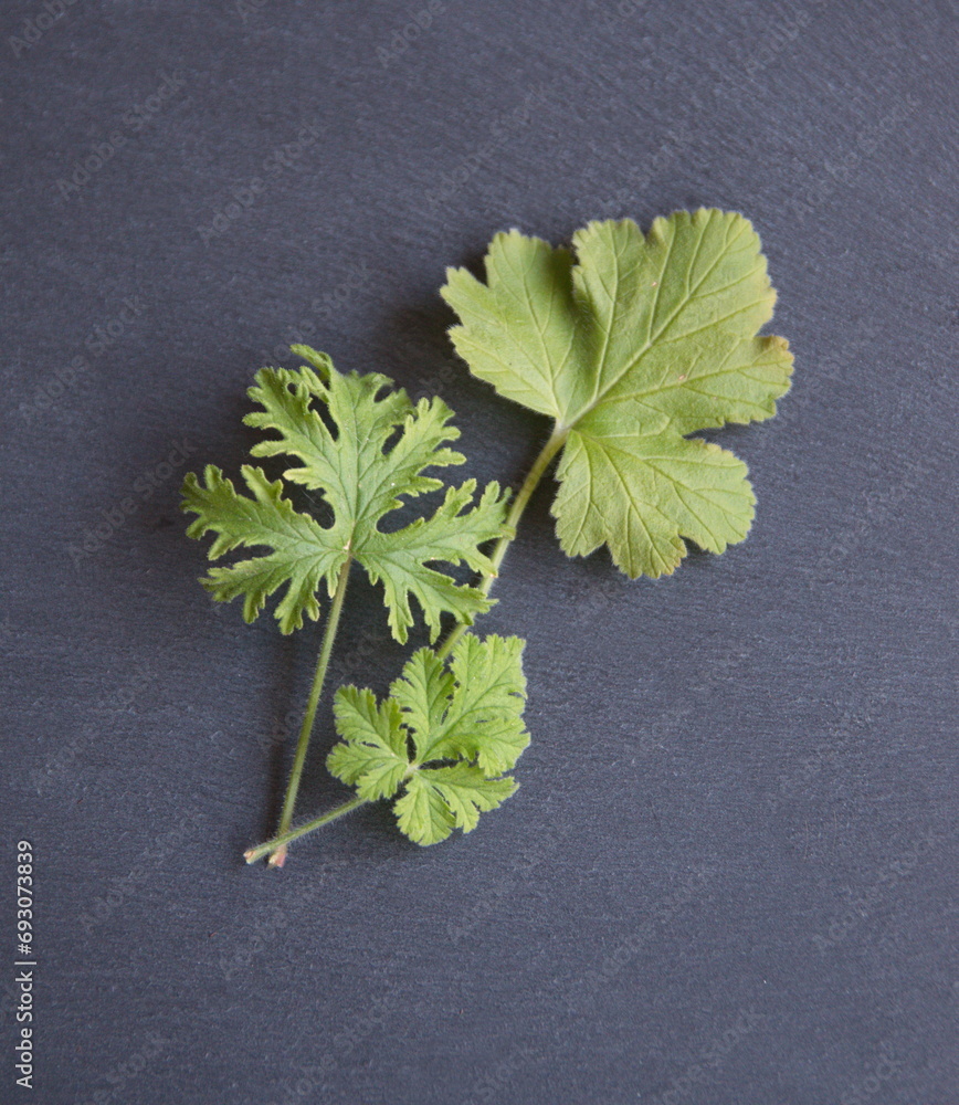 Leaves of different scented pelargoniums, fragrance geraniums (Rose ...
