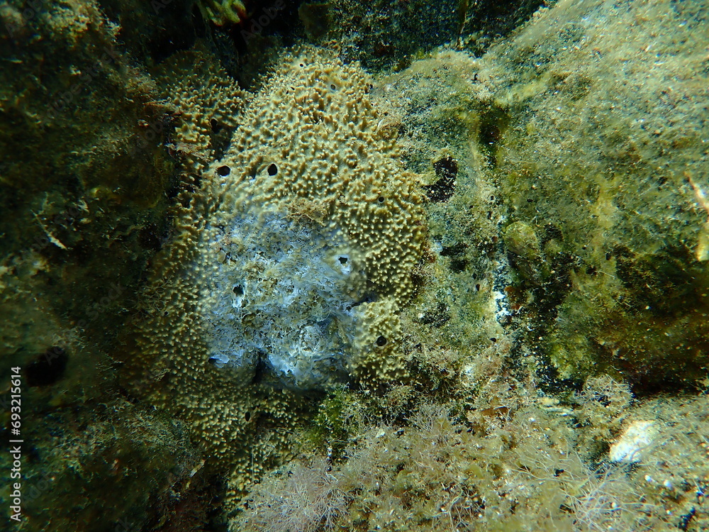 Dying variable loggerhead sponge (Ircinia variabilis) with signs of ...