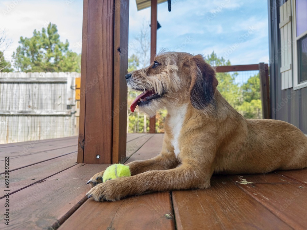 Stock-Foto „Small, light brown, young, female, mutt, dog lying on porch ...
