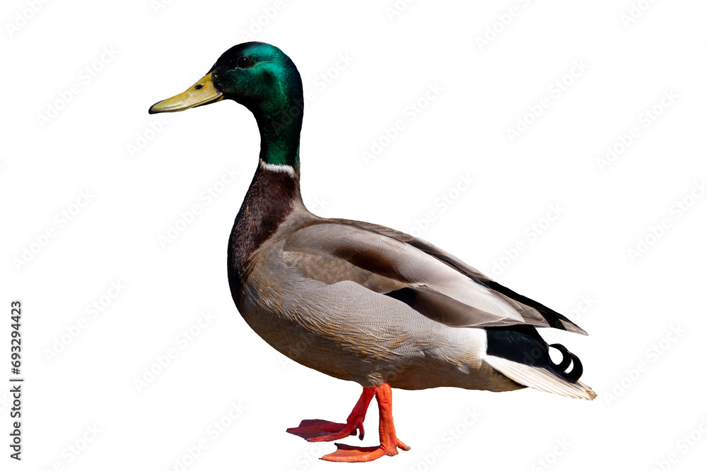 Mallard duck with a white collar. Male, at full height, looking side ...