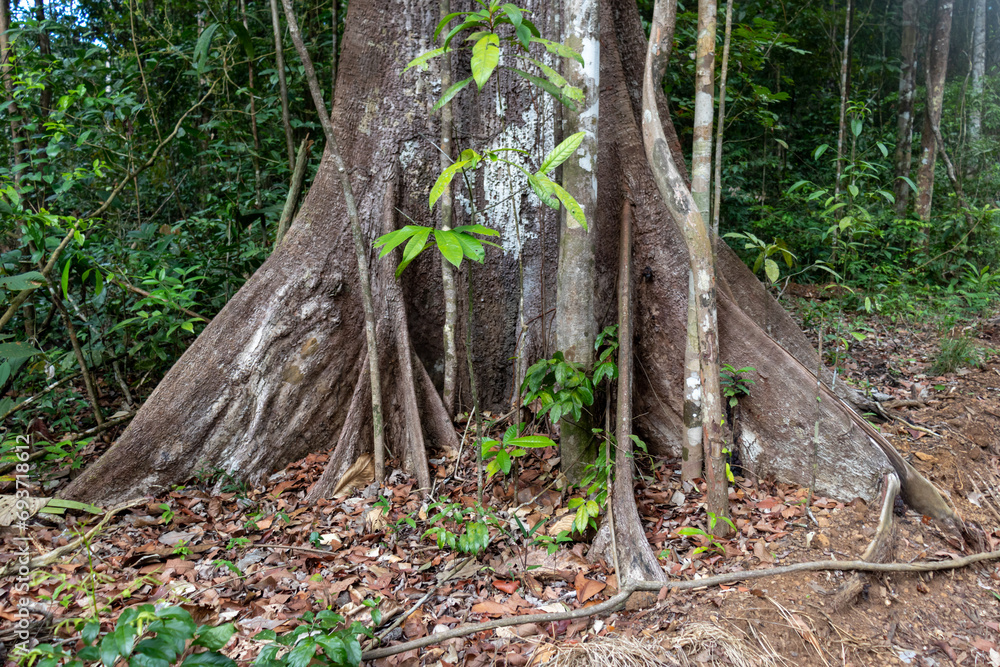 Buttress roots at the base of a tree in the brazilian Amazon rainforest ...