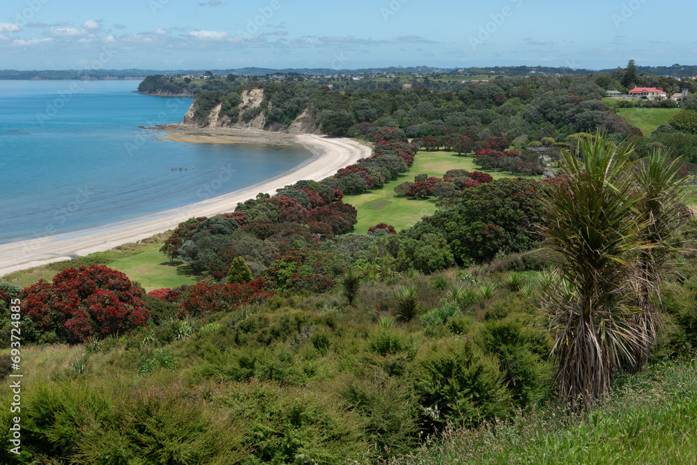 Flowering pohutukawa trees , metresideros excelsa, at Te Haruhi Bay ...