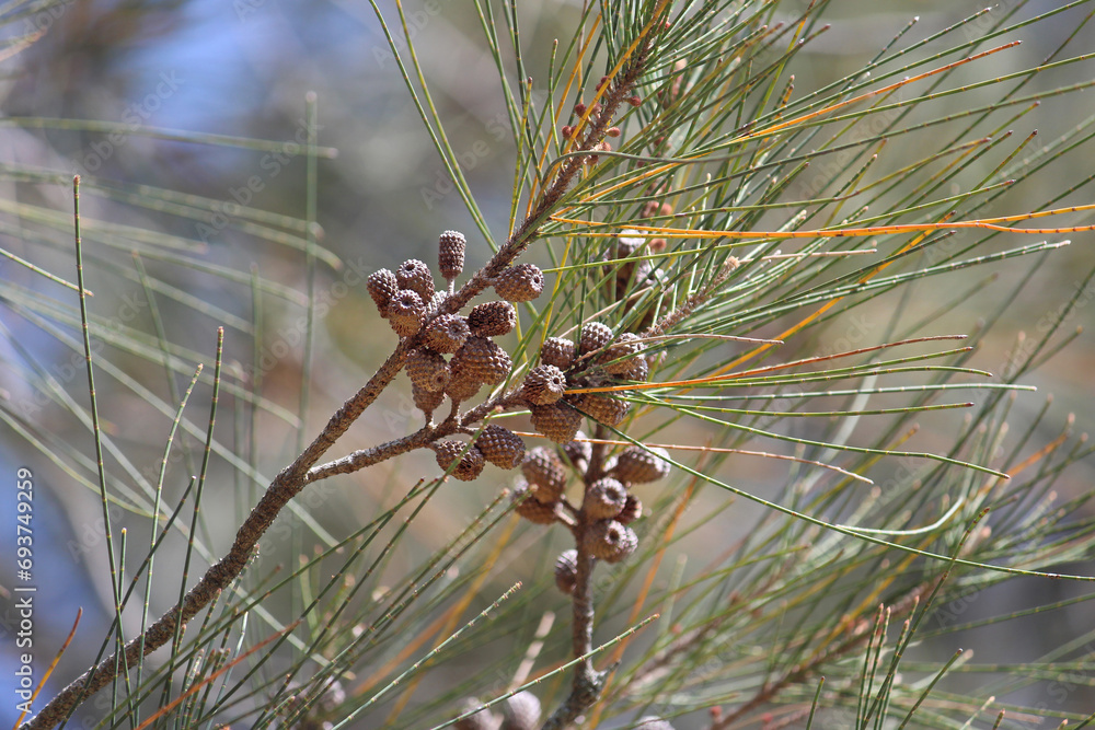 Cones on a Allocasuarina verticillata, commonly known as drooping ...