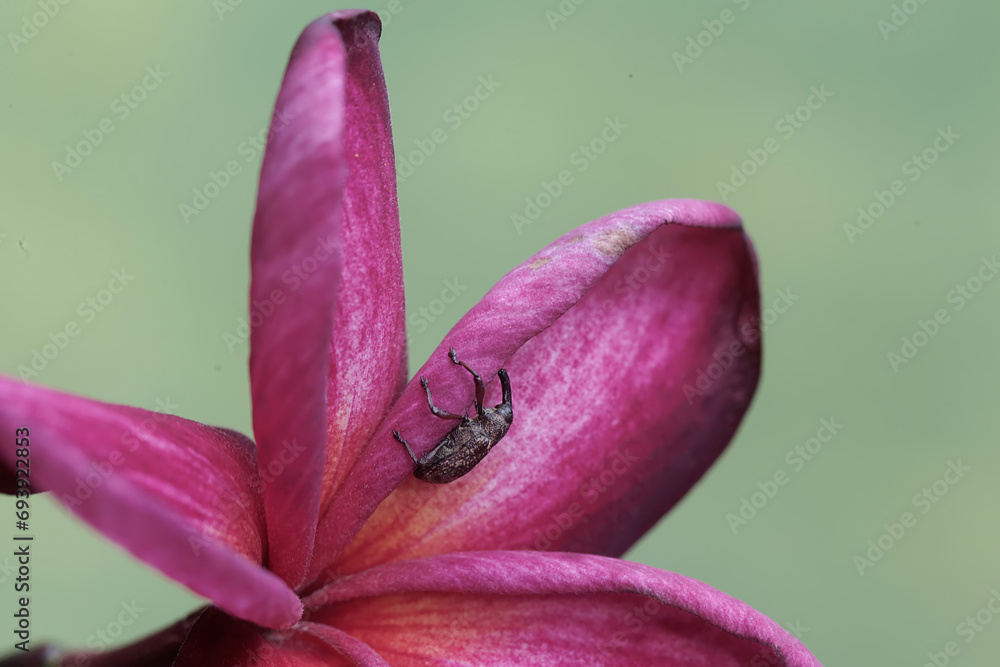 Stock-Foto „A boll weevil is eating frangipani flower. This insect ...