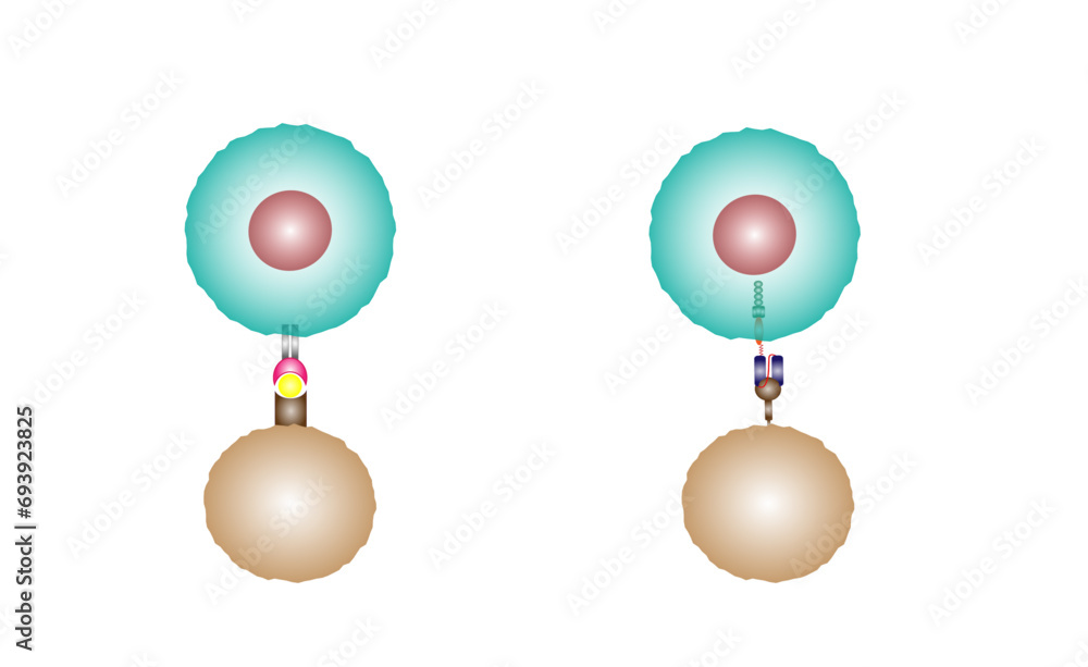 Normal T cell and Chimeric antigen receptor T cell ,CAR T cell, for use ...