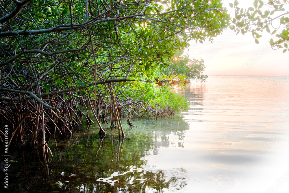 Red Mangroves, Rhizophora mangle, at daybreak Florida Keys National ...