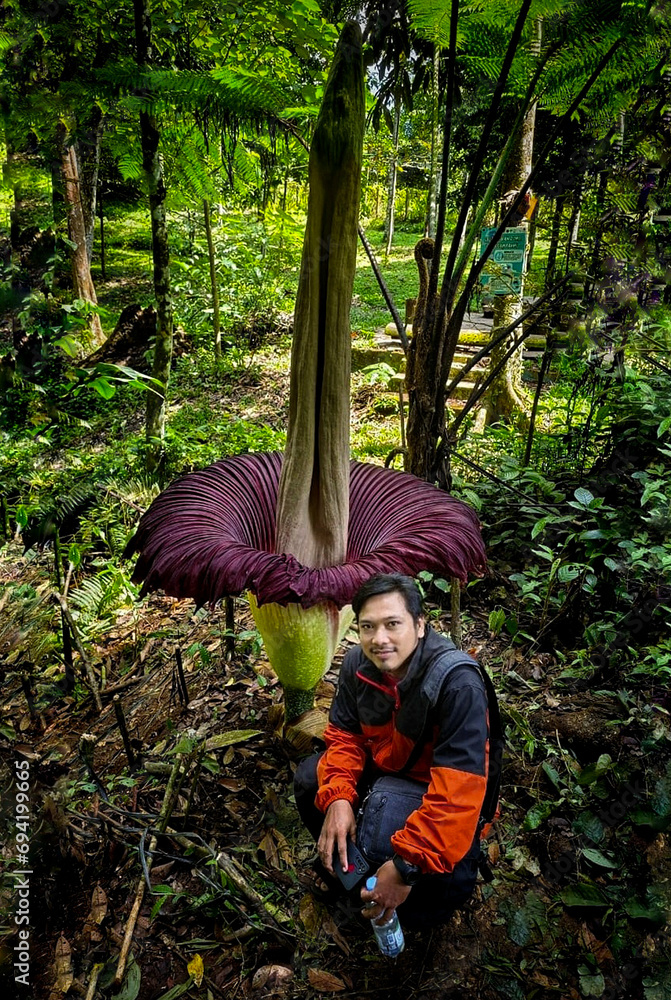 An adult Asian man, sitting with his back to the giant corpse flower ...