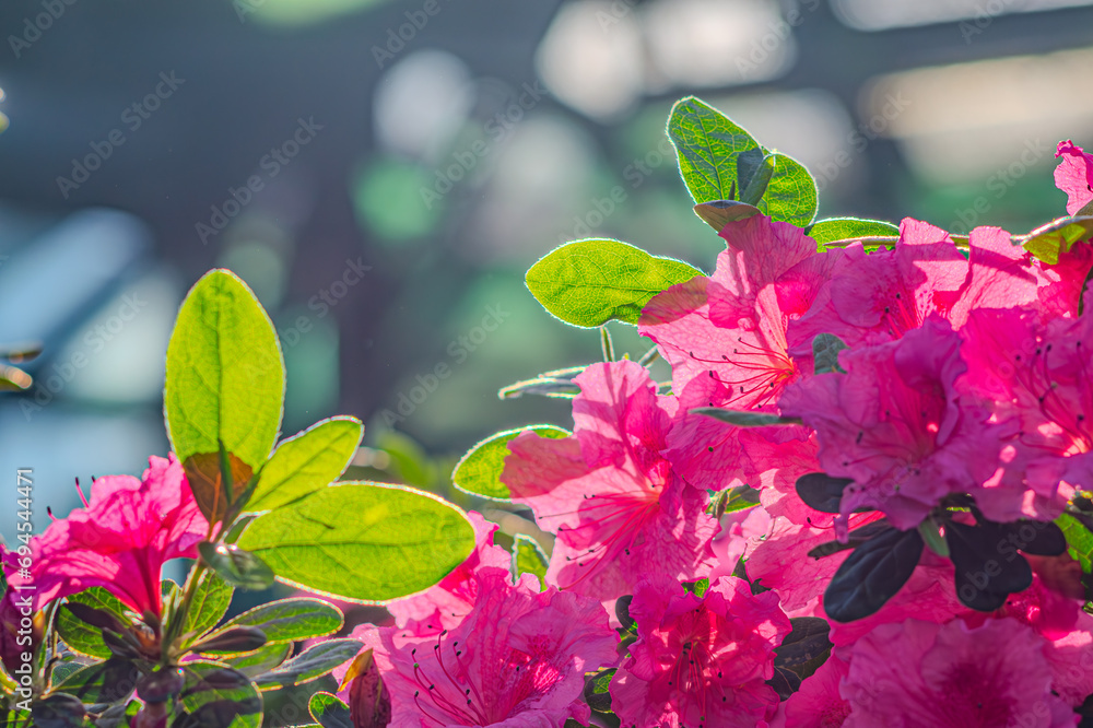Rhododendron indicum is an azalea Rhododendron species native to Japan ...