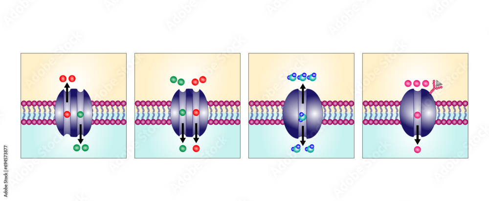 Membrane transporters of ions and molecules across cell membranes ...