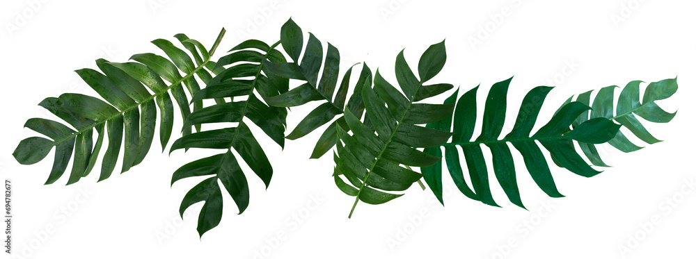 Monstera pinnatipartita leaves (Siam Monstera) large green leaves that ...