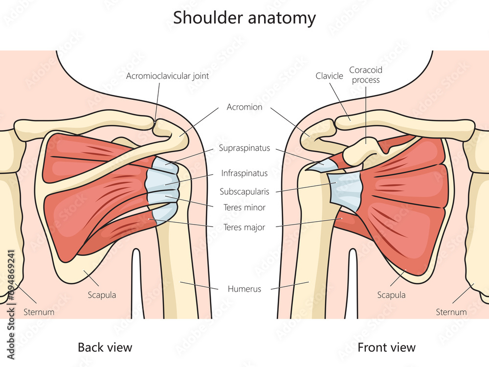 shoulder anatomy structure diagram hand drawn schematic raster illustration. Medical science ...