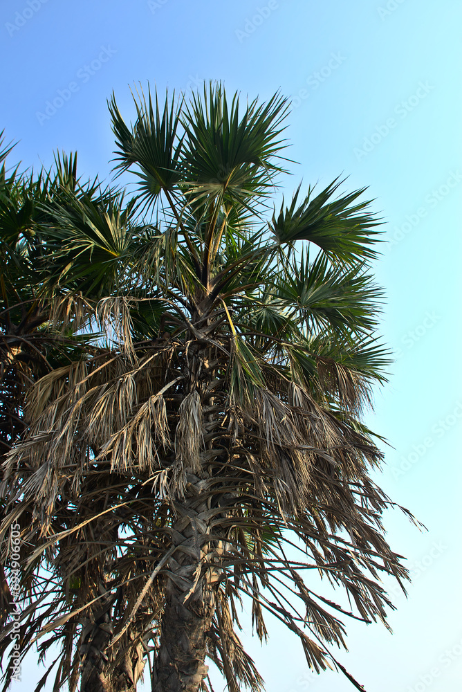 Low angle view of tall, and lush green Hyphaene thebaica, also known as ...
