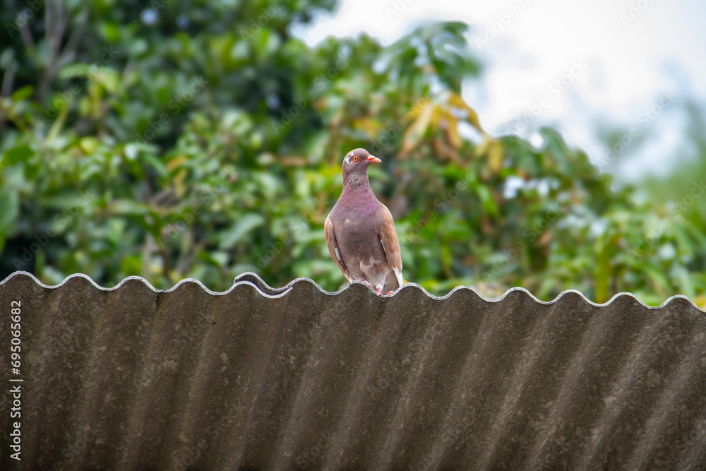 Pigeons and doves belong to the Columbidae family or dove-beaked birds ...