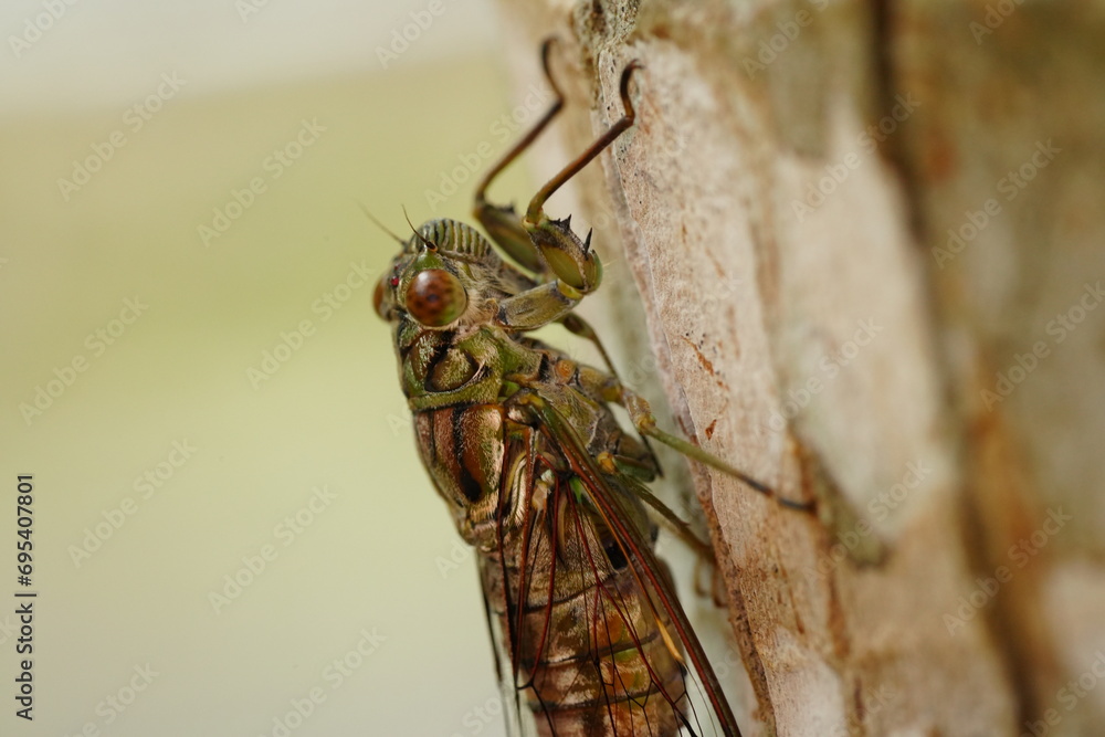 Cicadas are well-known for their loud, buzzing calls produced by males ...