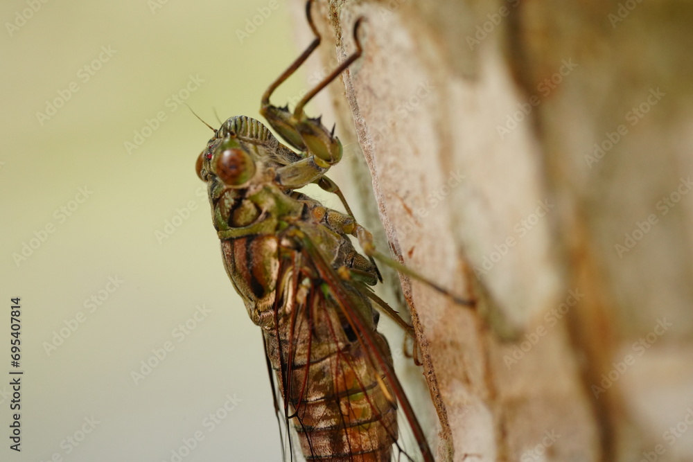 Photo Stock Cicadas are well-known for their loud, buzzing calls ...