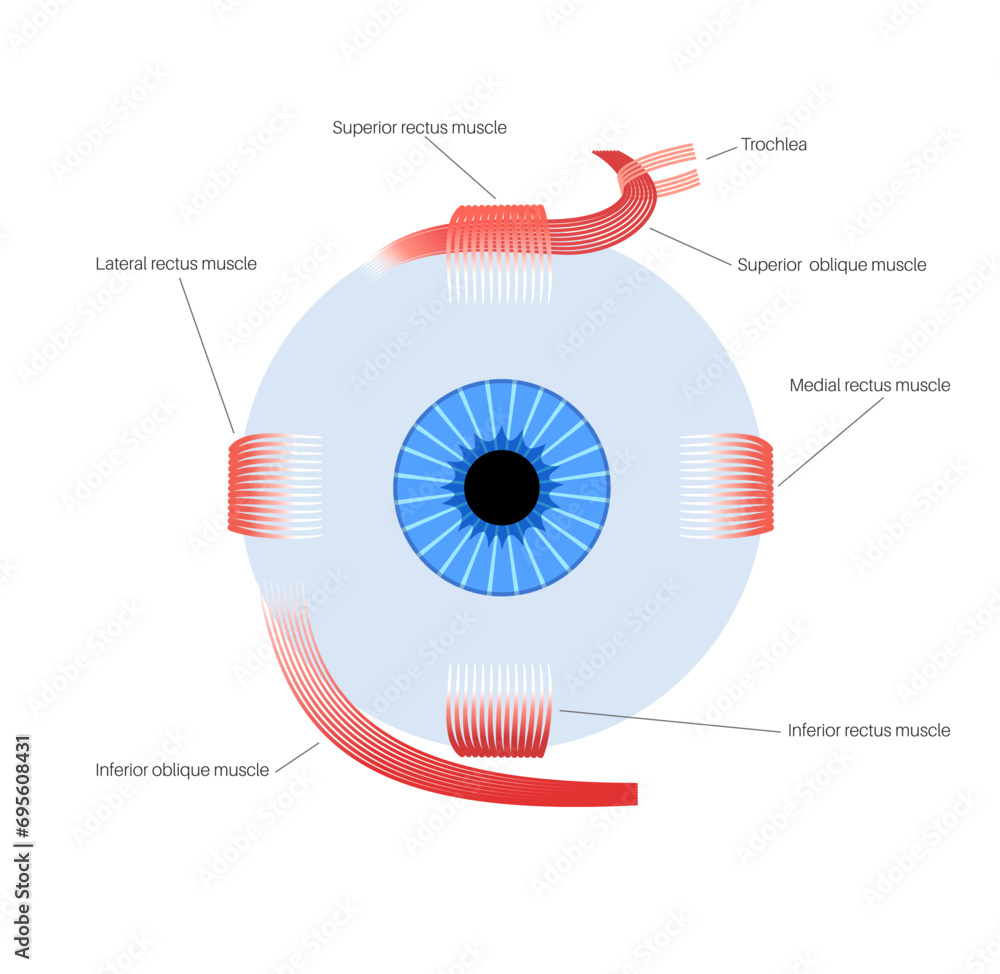 Extraocular muscles anatomy Stock Vector | Adobe Stock