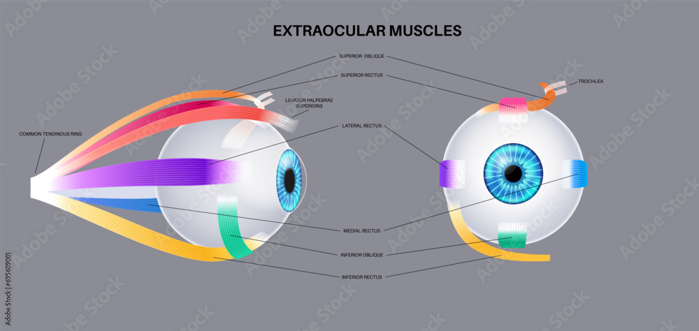 Extraocular muscles anatomy Stock Vector | Adobe Stock
