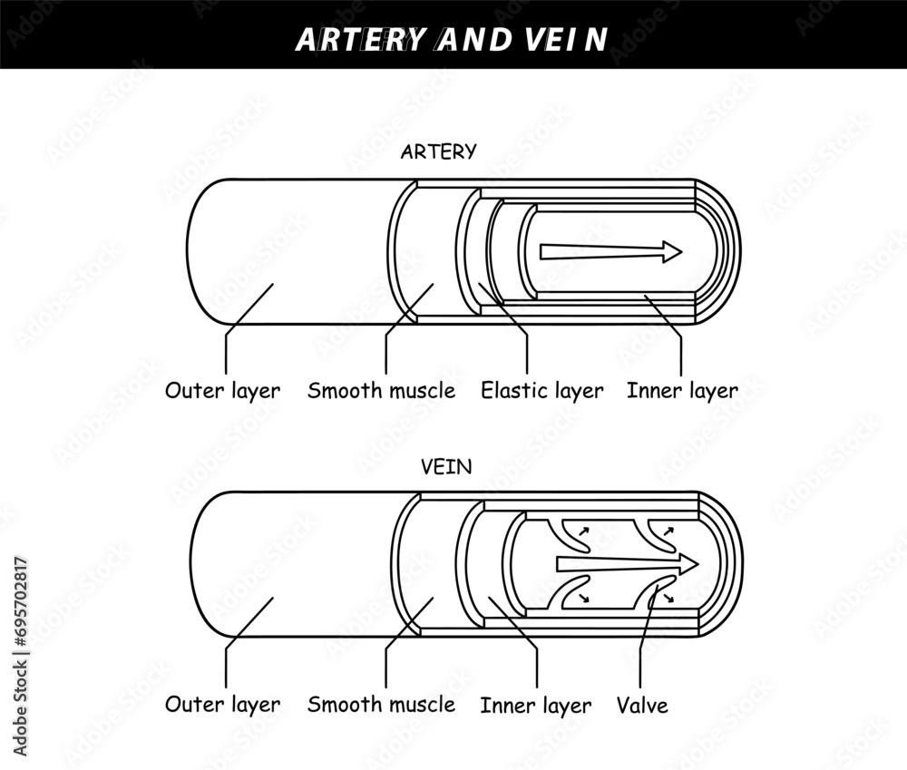 Blood vessels with artery and vein internal structure vector ...