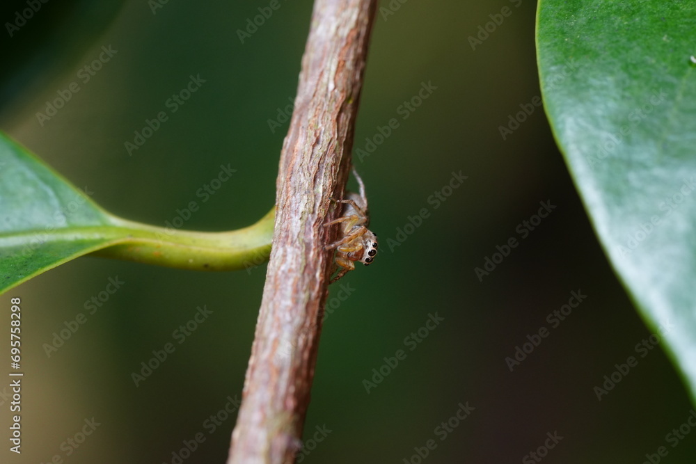 Opisthoncus grassator, described by Keyserling in 1883, is a species of ...