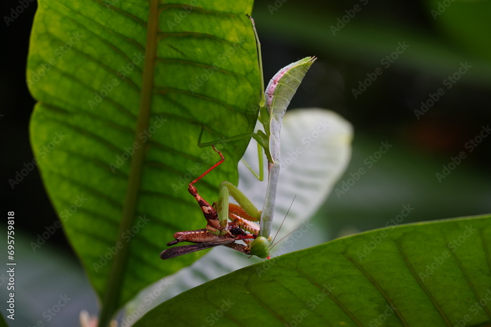 The Carolina mantis, scientifically known as Stagmomantis carolina, is ...