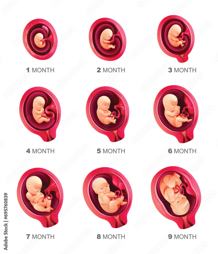 Human embryo development stages. Pregnancy and fetal body growth ...
