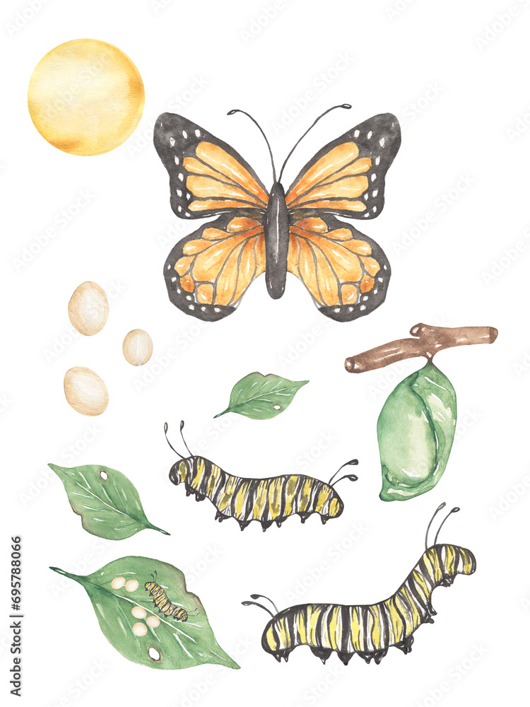 Ilustración de Stock Butterfly Life Cycle Clipart, Watercolor insect ...