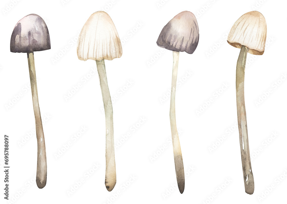 Watercolor fungi illustration, mycena mushroom, clip art haematopus ...