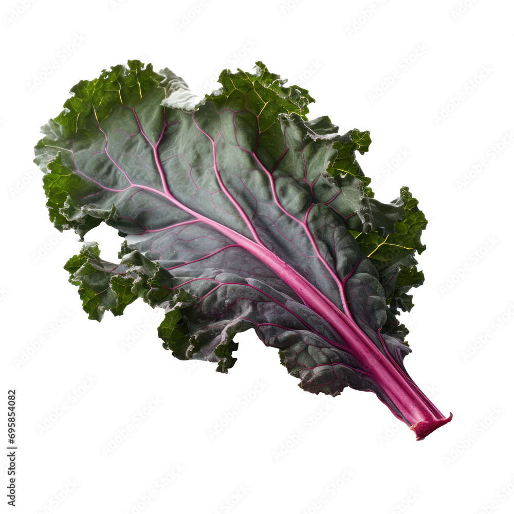 Leaf of red kale isolated on transparent background. Design for organic ...