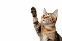Cats Paw High Five Free Stock Photo - Public Domain Pictures