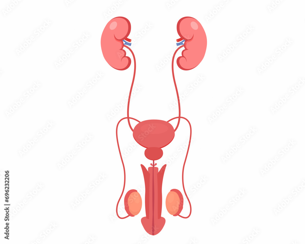 Male reproductive system Prostate gland, kidney, bladder, testicle ...